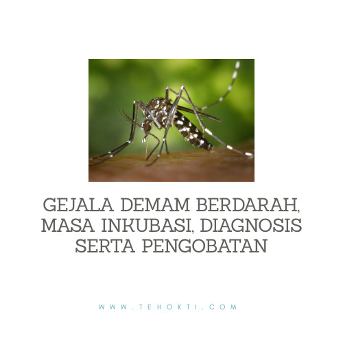Gejala Demam Berdarah, Masa Inkubasi, Diagnosis serta Pengobatan ...