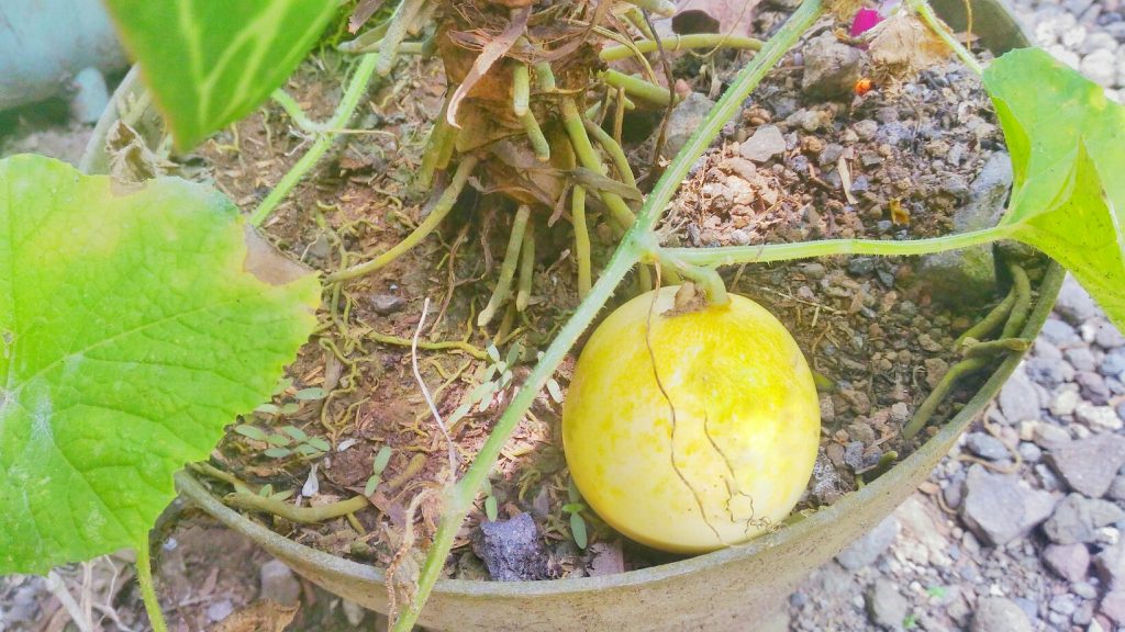 Cara Mudah Menanam Mentimun Suri (Hirbis) – Travel Eat Read Write