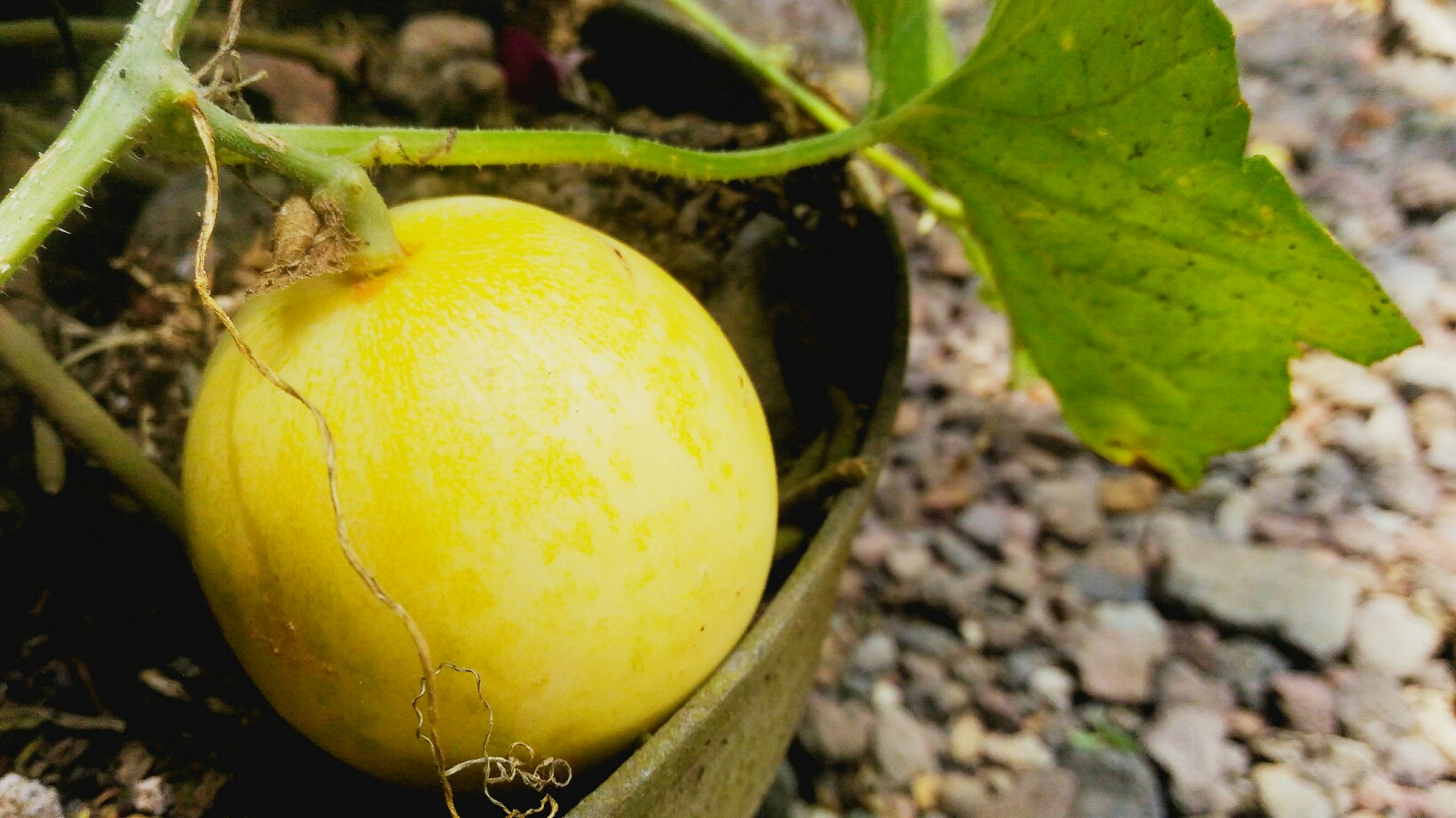 Cara Mudah Menanam Mentimun Suri (Hirbis) – Travel Eat Read Write