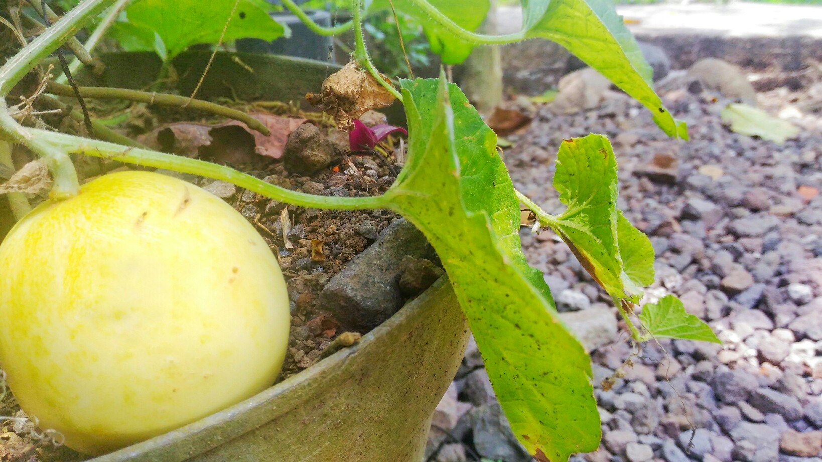 Cara Mudah Menanam Mentimun Suri (Hirbis) – Travel Eat Read Write