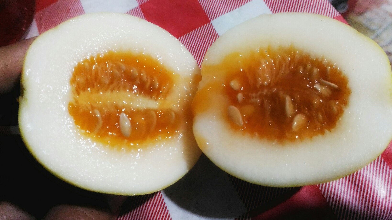 Cara Mudah Menanam Mentimun Suri (Hirbis) – Travel Eat Read Write