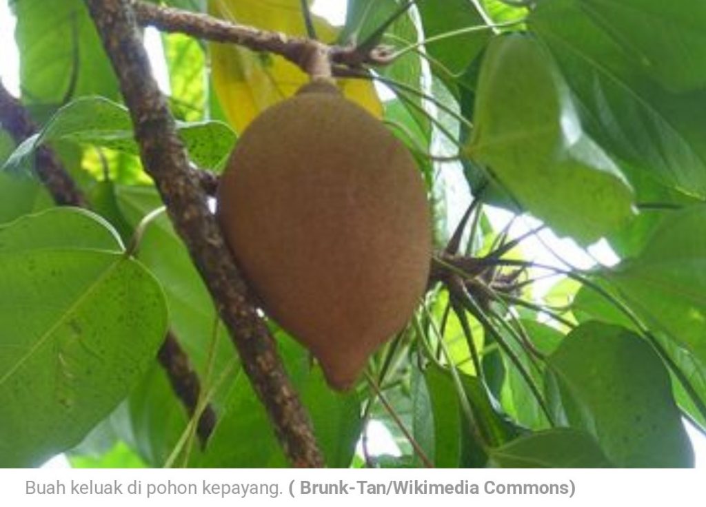 Tumis Picung: Makanan dari Hutan yang Nyaris Hilang – Travel Eat Read Write