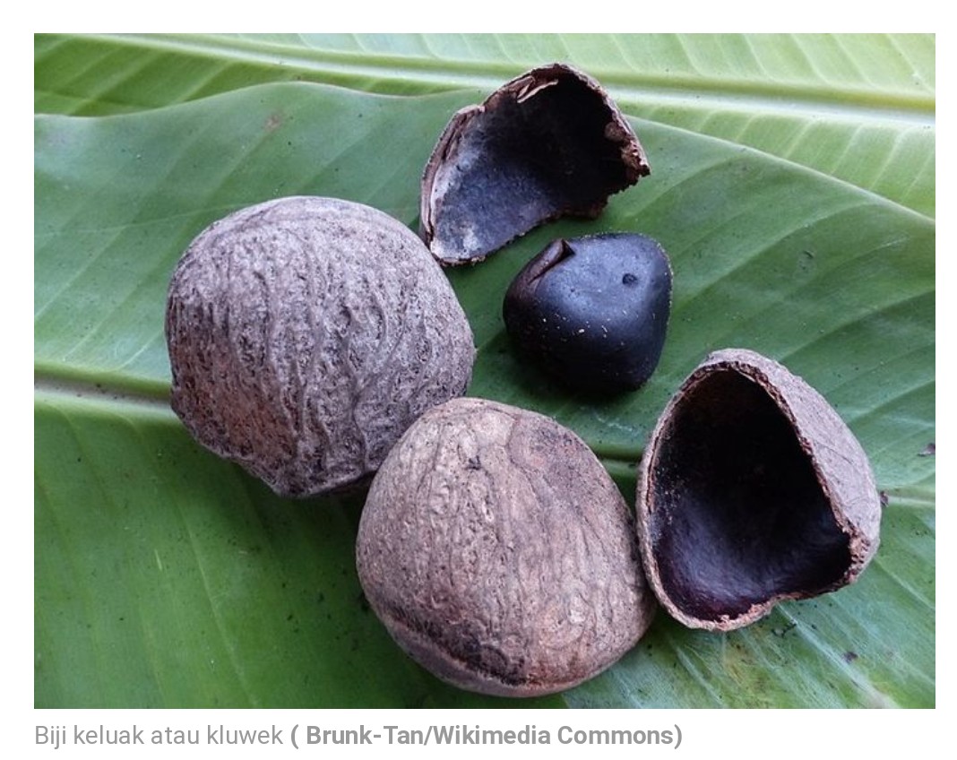 Tumis Picung: Makanan dari Hutan yang Nyaris Hilang – Travel Eat Read Write